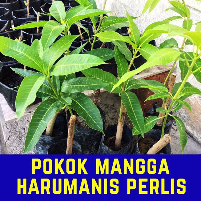 Harum Manis(Anak Pokok) | Shopee Malaysia