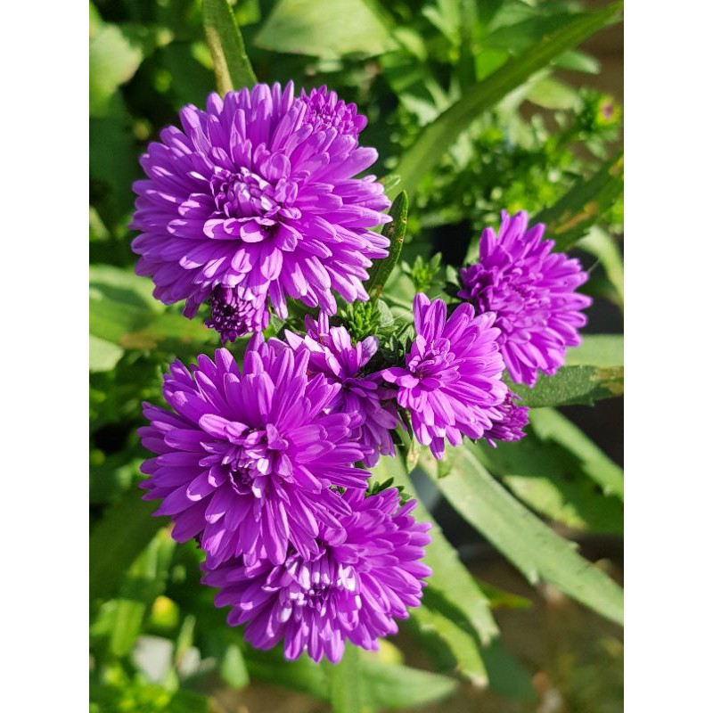 Pokok bunga Aster berlapis ( purple) | Shopee Malaysia