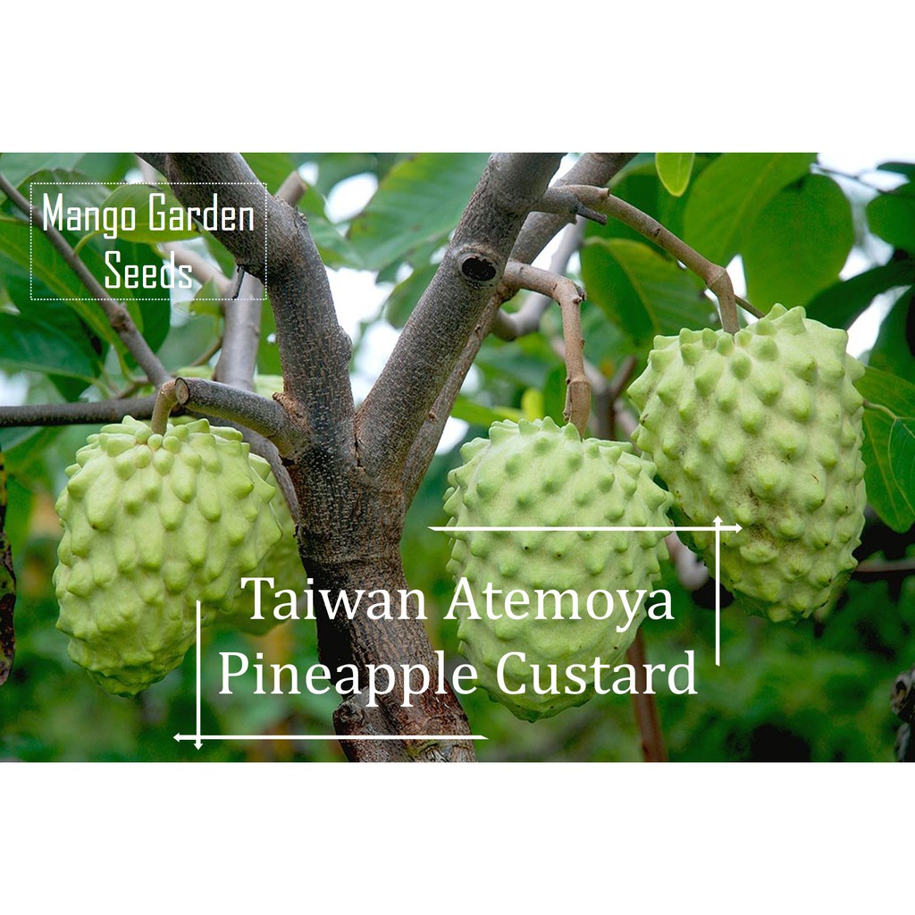 *Rare* Taiwan Atemoya Fruit Seeds - 1 Seed = Pineapple Custard 鳳梨釋迦 ...