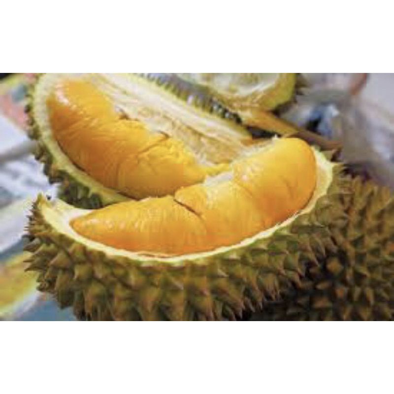 Pokok durian Monthong - Bantal Emas Thailand | Shopee Malaysia