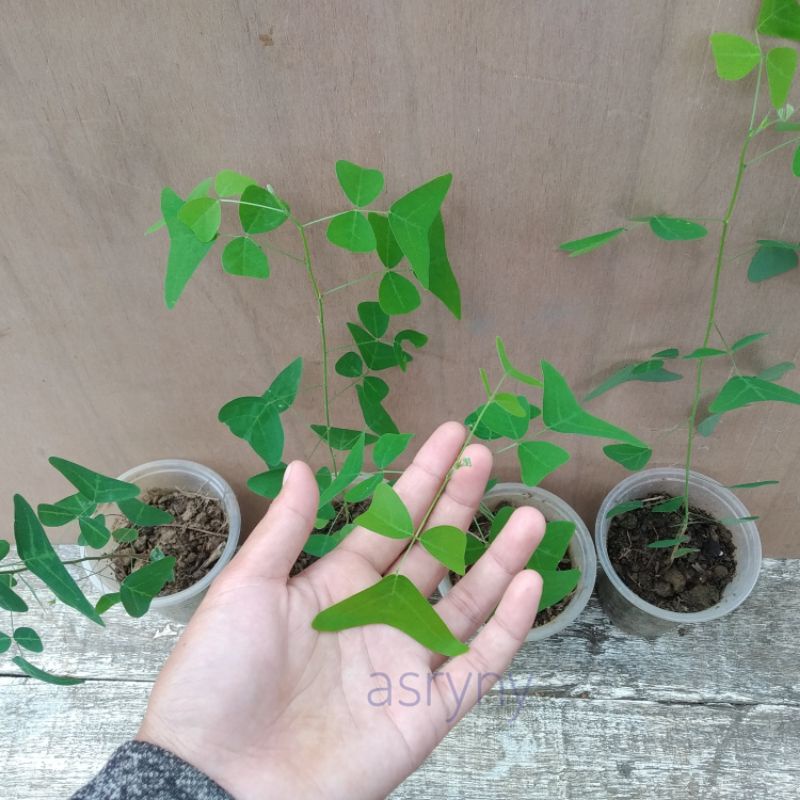 Anak pokok Rerama Hijau( Real Plant) | Shopee Malaysia