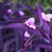 Pokok Hidup - Purple Heart Purple Queen Purple Scretia Setkrisia Ungu ...