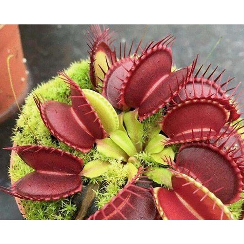 Venus Flytrap Red红捕蝇草种子 Biji Benih Daun Warna Warni 苍蝇Seed Grass Colour ...