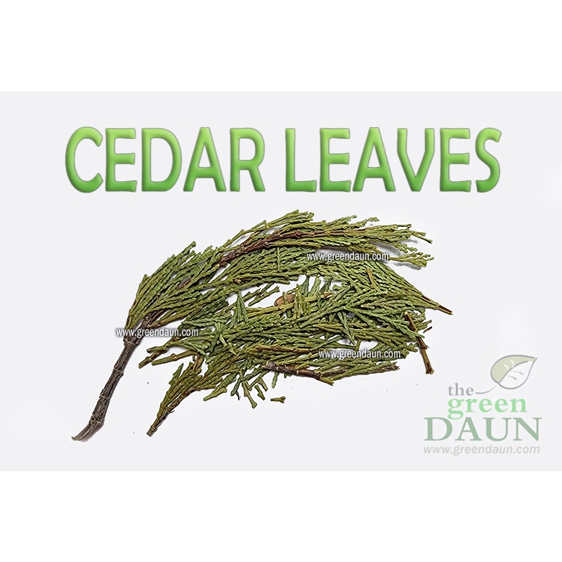 Cedar Leaves Dried Loose Herb Packet Leaf Imported American Cedar ...