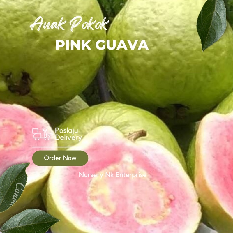 Anak Pokok Jambu Batu Merah Jambu/ Pink Guava | Shopee Malaysia