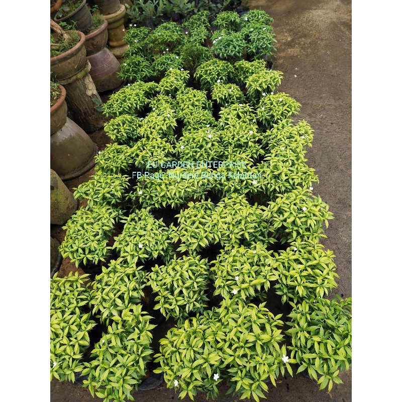 Pokok Bunga Jasmin Mini ( Daun Hijau/Batik/Kuning ) | Shopee Malaysia
