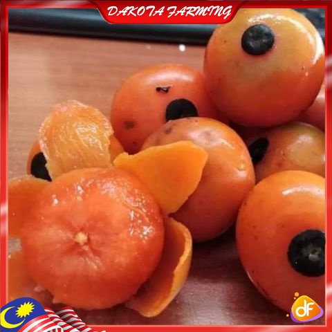 Anak Pokok Mencupu Cupu Kecupu Pokok Sangat Rare Import Dari Thailand ...