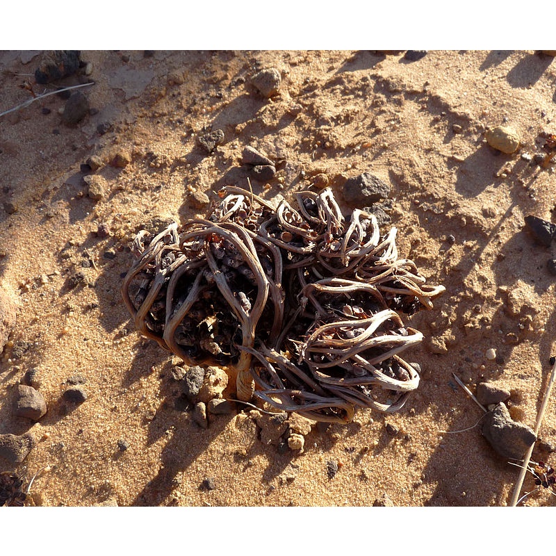 flower of St Mary True khaf maryam root/powder (Anastatica ...