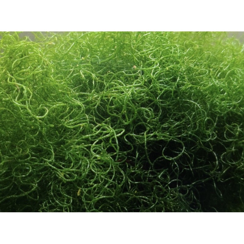 Cheato Microalgae - Ready Stock | Shopee Malaysia