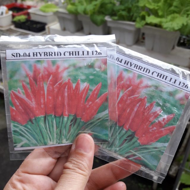 HYBRID CHILLI 126 (CILI API) | Shopee Malaysia