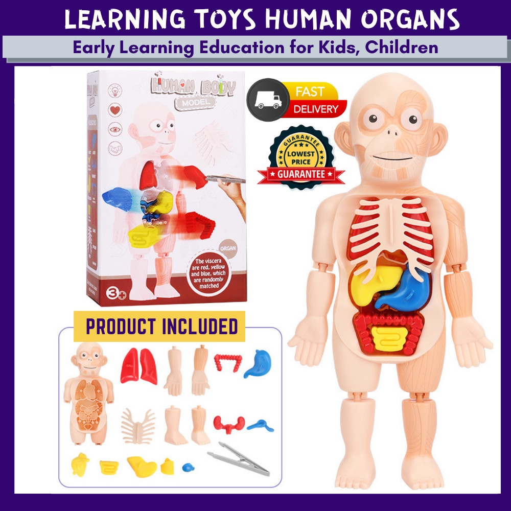 Human Body Puzzle Educational Learning Organ Assembled Body 人体模型器官 ...