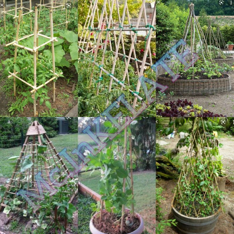 25 Batang Buluh Pancang 4kaki (120cm) Bamboo Stick / Plant Stakes ...