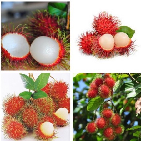 anak Pokok rambutan anak sekolah 紅毛丹樹苗 cpt berbuah hybrid top quality ...