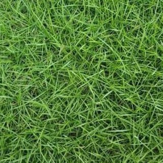 Rumput Carpet Japanese Grass Rumput Jepun Rumput murah | Shopee Malaysia
