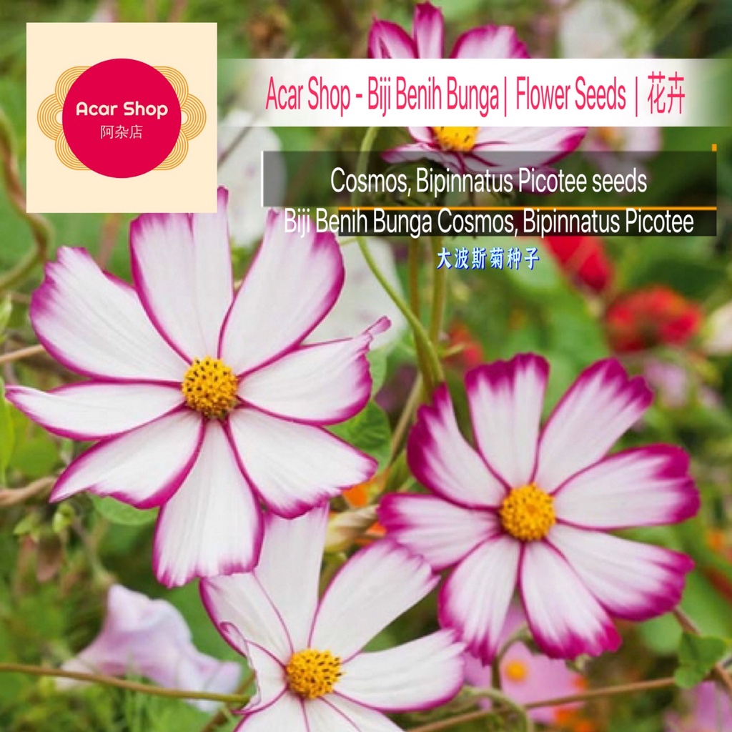 Cosmos Bipinnatus Picotee Seeds | Biji Benih Bunga Cosmo Bipinnatus ...