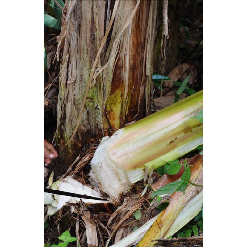 Batang Pisang Berat 3kg | Shopee Malaysia