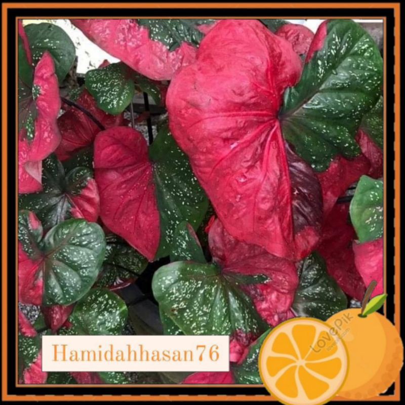 keladi caladium viral..beli mana2 4 pokok caladium free1 pokok | Shopee ...