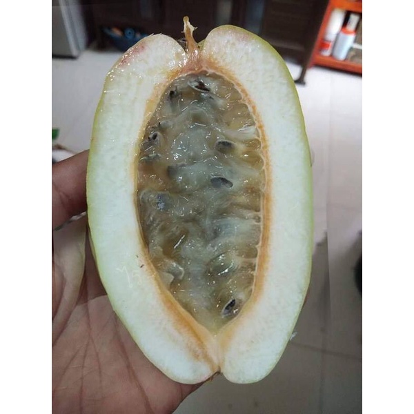 10 Biji Benih - Markisa Jumbo 木瓜百香果种子 | Shopee Malaysia