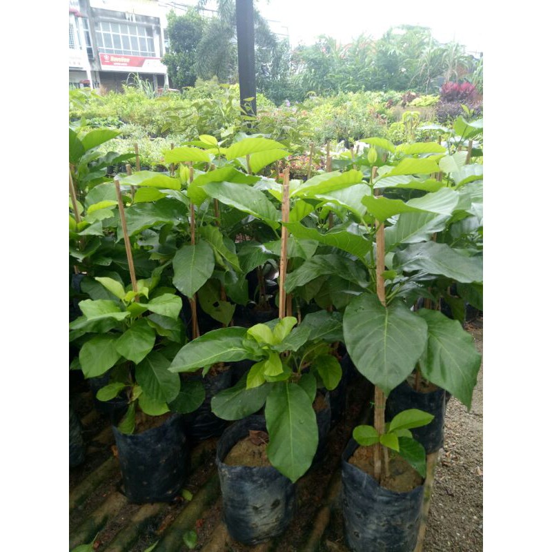Pokok BunGa Kesidang Wangi / Kerak Nasi Pokok Tinggi | Shopee Malaysia