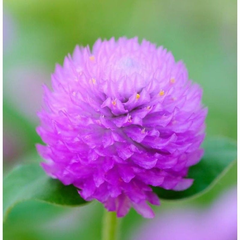 sekuntum 50/60 pcs benih bunga butang lavender globe amaranth gomphrena ...