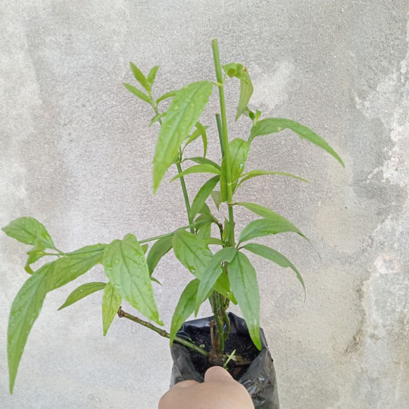 Pokok belalai gajah,Sabah snake grass | Shopee Malaysia