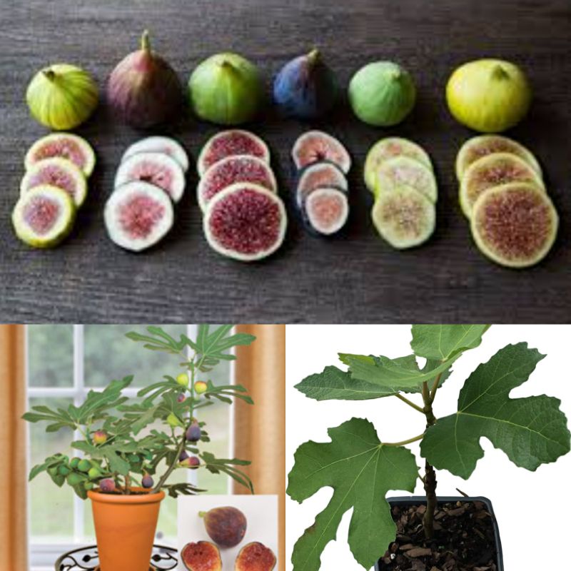 Anak Pokok Tin/Fig Plant | Shopee Malaysia
