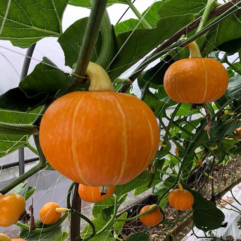 Sweet Orange Chestnut Pumpkin (5 Seeds) / Benih Labu Oren /Golden ...