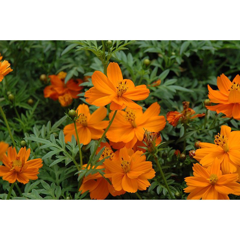 Cosmos Flower Seeds Biji benih bunga cosmos (100+- pcs) | Shopee Malaysia