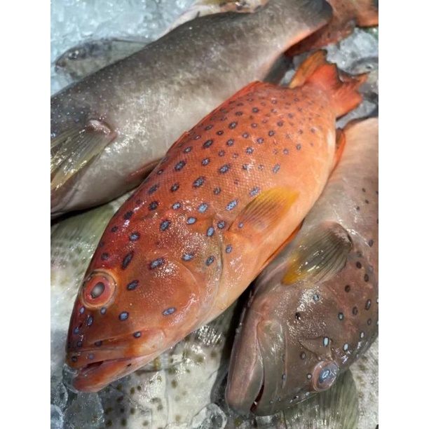 FRESH FROZEN Leopard Coral Grouper Fish 1.5kg+/- size / 七星斑 | Shopee ...