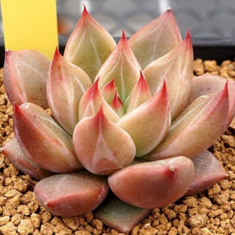 WAF succulent Echeveria Psyche 灵魂 with 104mm pot direct from Cameron ...