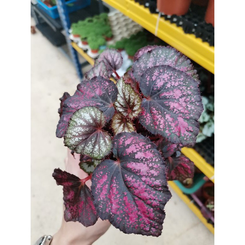 90s Greenovation l Live plant -Begonia Classy Greyish 秋海棠(Dark Red ...