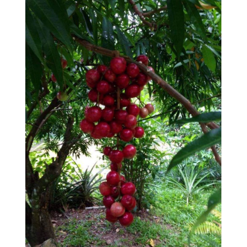 Pokok Ceri Terengganu 2-3ft | Shopee Malaysia