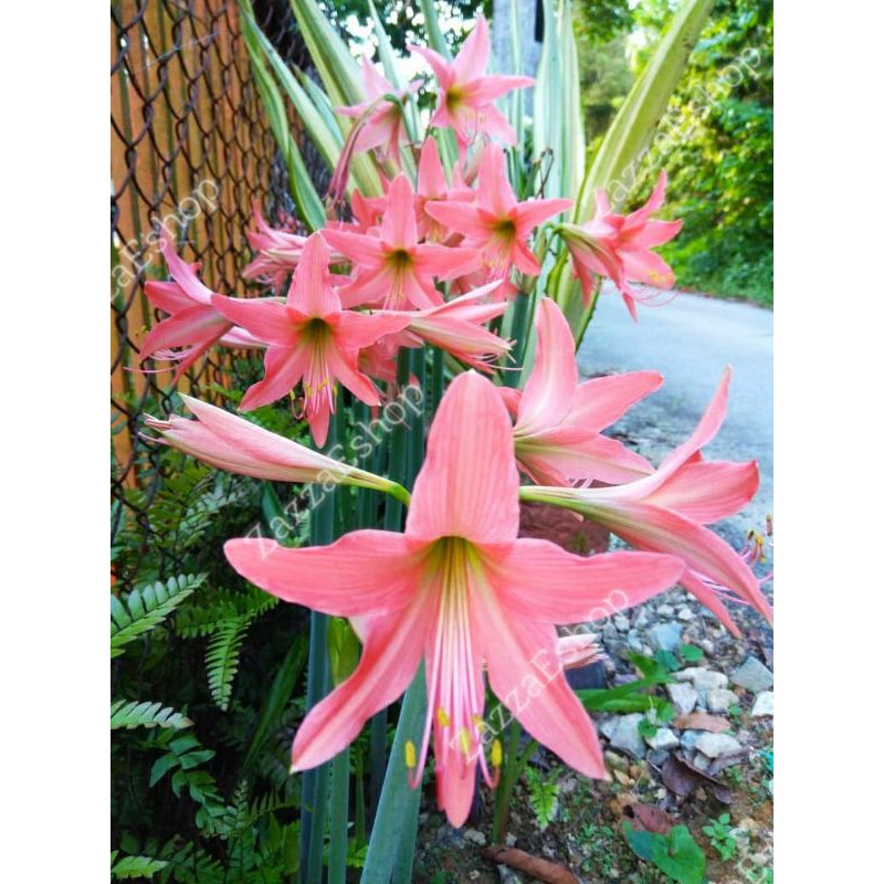 Real Plant Lily Flowers Pokok Bunga Lili | Shopee Malaysia