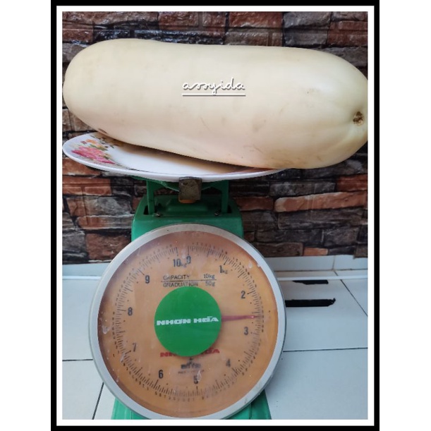 🔥🔥OFFER MURAH-MURAH 🔥🔥180 BIJI BENIH TIMUN BETIK / TIMUN SURI / TIMUN ...