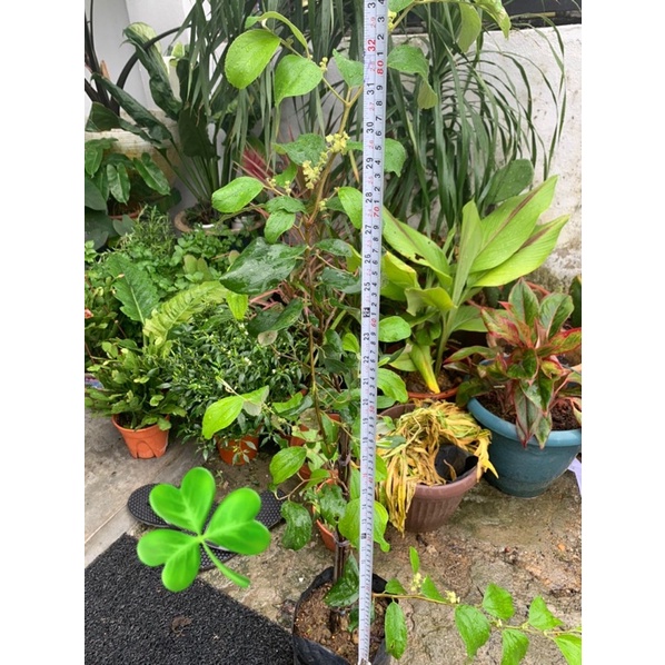 Pokok Bidara Besar Sudah berbuah daun rimbun berduri | Shopee Malaysia
