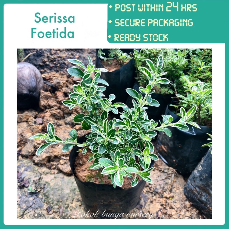 PBN - serissa foetida - snowrose hijau snow leaves japonica variegated ...