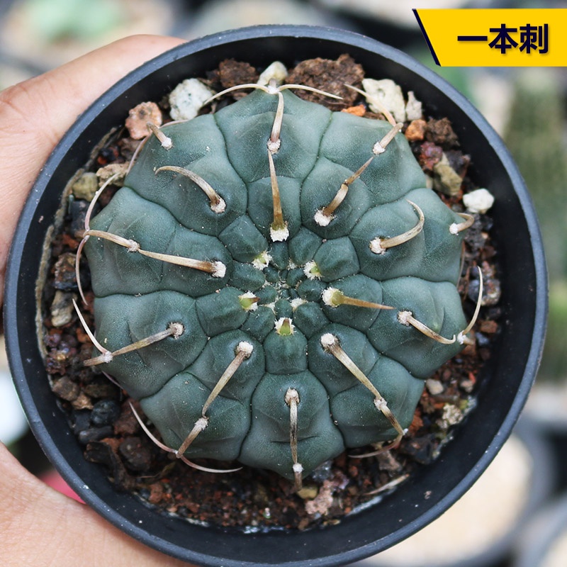 【Easy to bloom】Natural Cactus a Thorn, Real Life, Cactus Rare, a Thorn ...