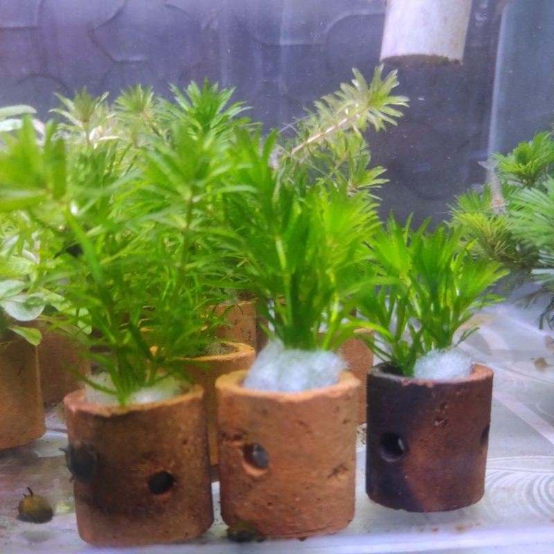 Elgeria Densa (Without Pot) | Shopee Malaysia