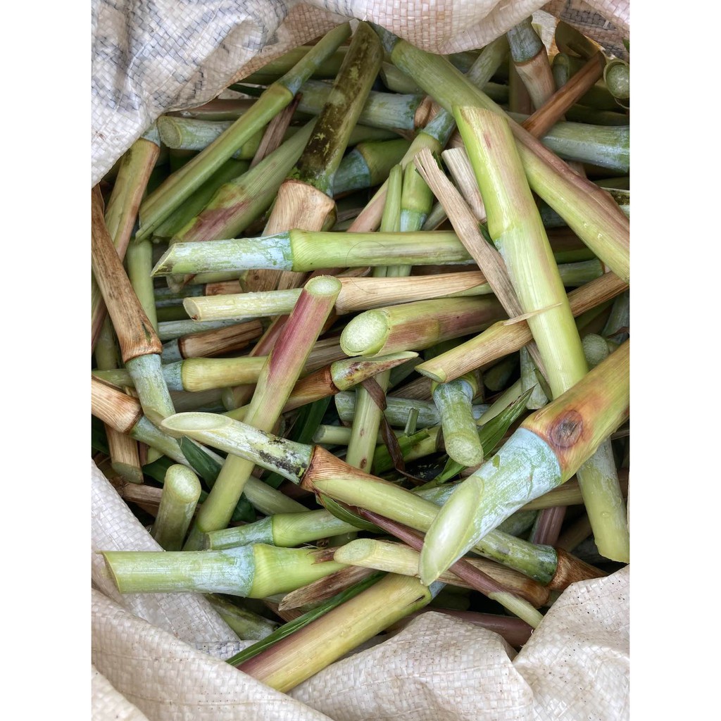 Benih Rumput Napier Pakchong. Packaging : 5kg/Pack | Shopee Malaysia