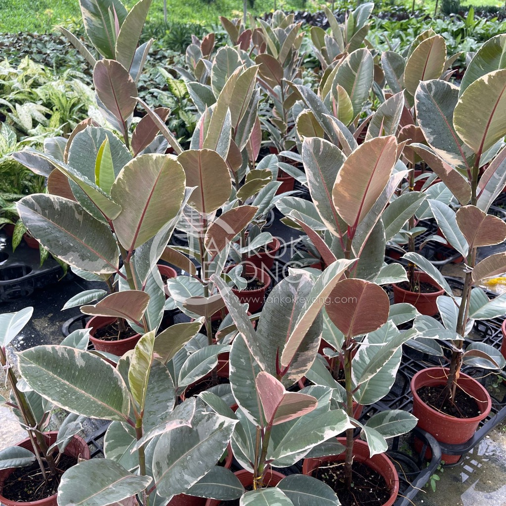 TKL - Big Size Ficus Elastica Ruby (Pot 180) 45-50cm 大型花金刚 (Pot 180) 45 ...