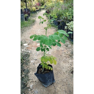 Anak pokok moringa / Pokok Kelor / Moringa (Moringa oleifera), buah ...