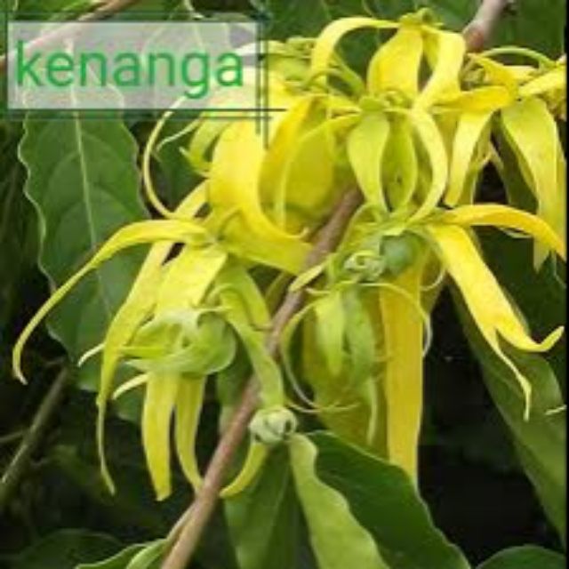 Pokok bunga Kenanga Wangiiiii...Hybrid Thailand, | Shopee Malaysia