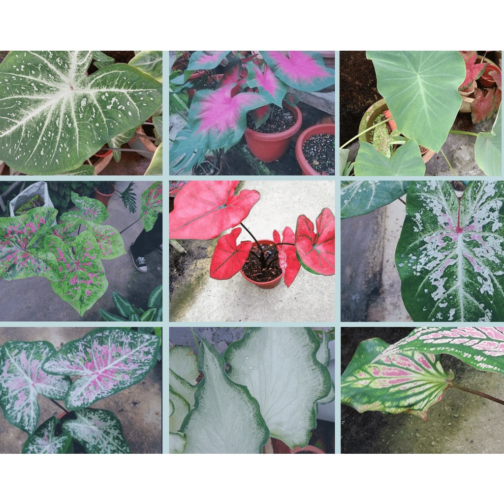 Caladium Humboldtii White Christmas Keladi bercolak Caladium Thai ...