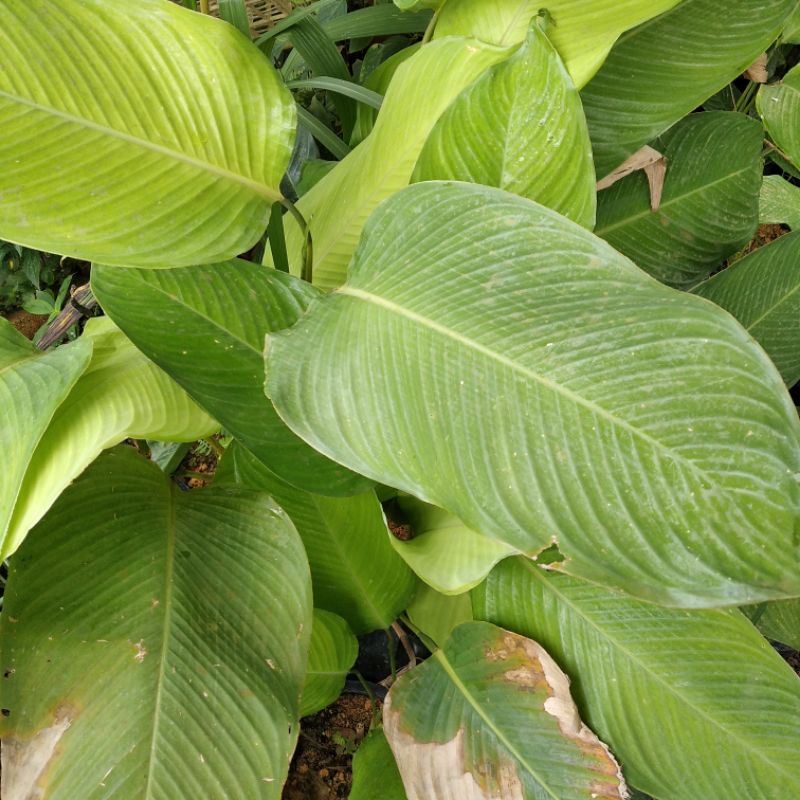 Anak Pokok Daun Lerek Lemang | Shopee Malaysia