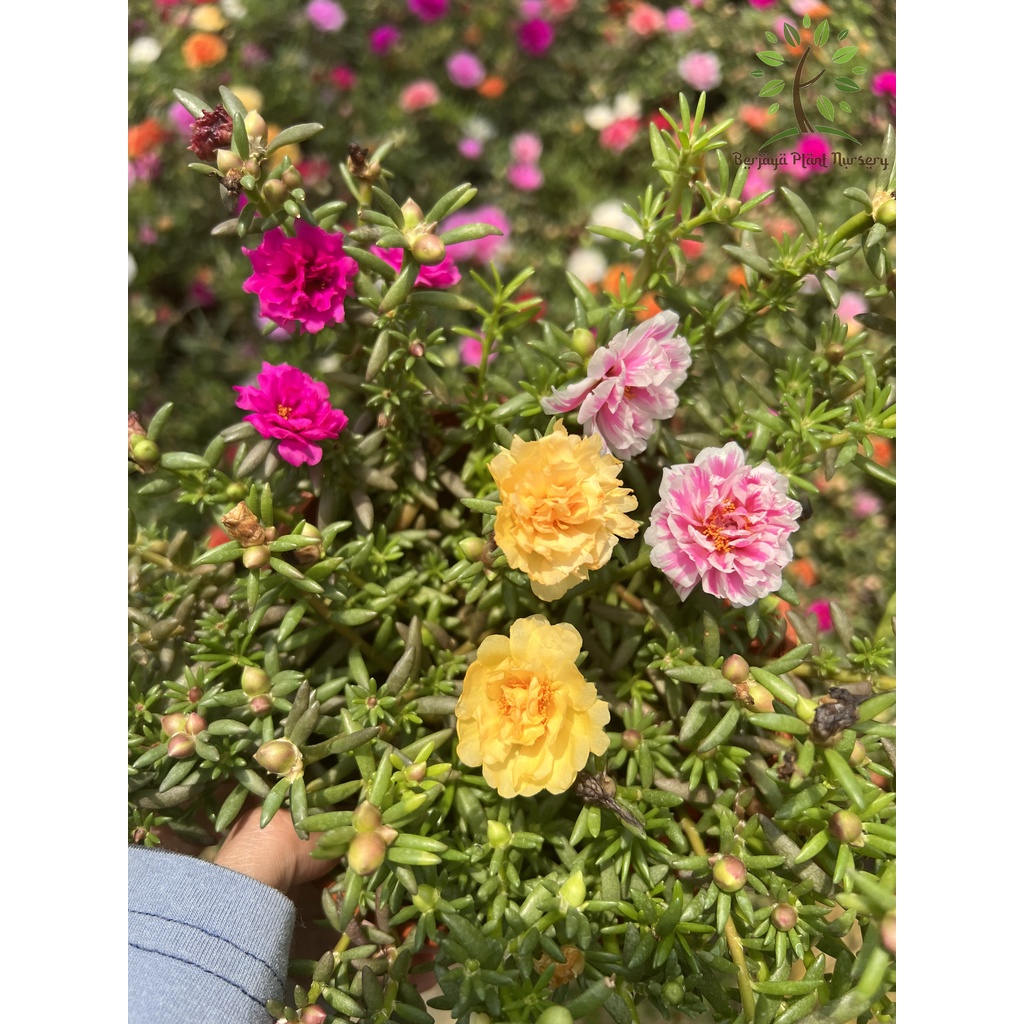 Berjaya Plant Nursery - Rose Jepun Mix Color(Pokok Bunga Hidup/Pokok ...