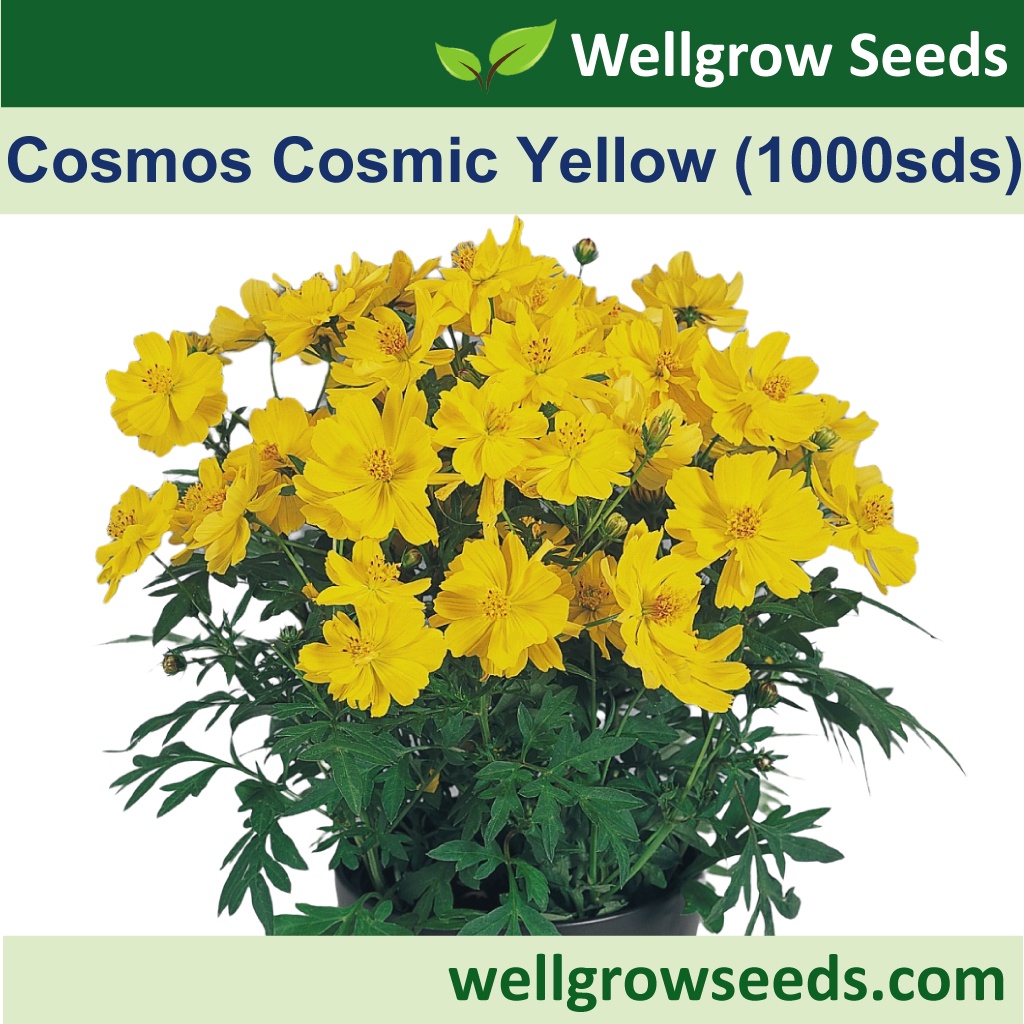Cosmos Cosmic Yellow (1000sds) 波斯菊：宇宙系列（黄色）Flower Seeds Wellgrow Seeds ...
