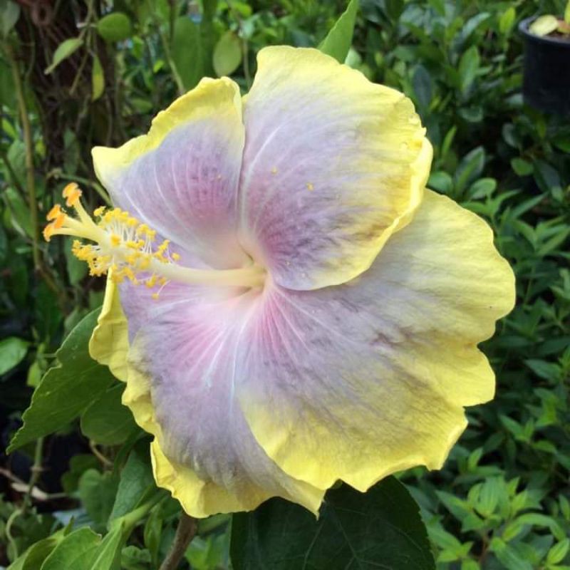020 moorea hot charley [grafted Hibiscus] [real plant/anak pokok] bunga ...
