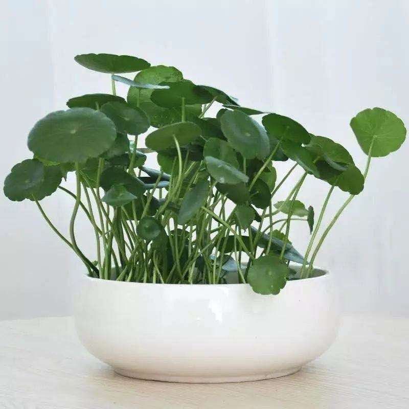 Bowl Shape Ceramic Flower Pot 🇲🇾 Pasu Bunga / Cactus Succulents Pot ...