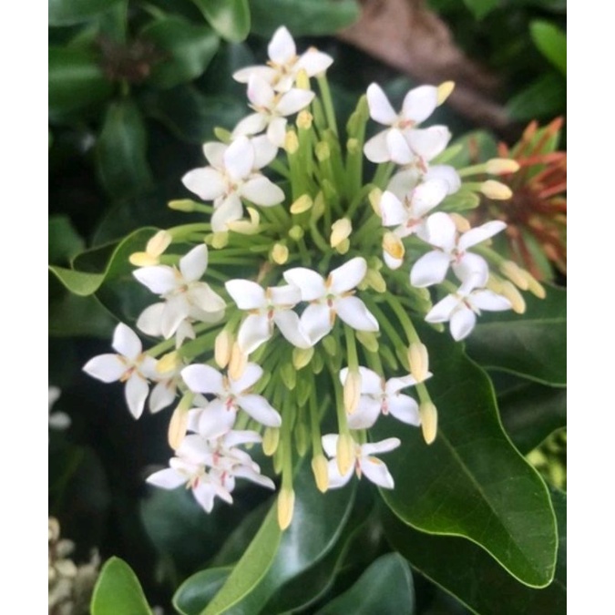 Pokok Bunga wangi Siantan Jejarum Ixora Madagascar Odorata Fragrant ...