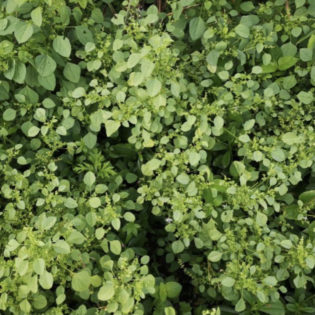 POKOK TERAPI KUCING / HILANGKAN STRESS KUCING / POKOK KUCING GALAK ...